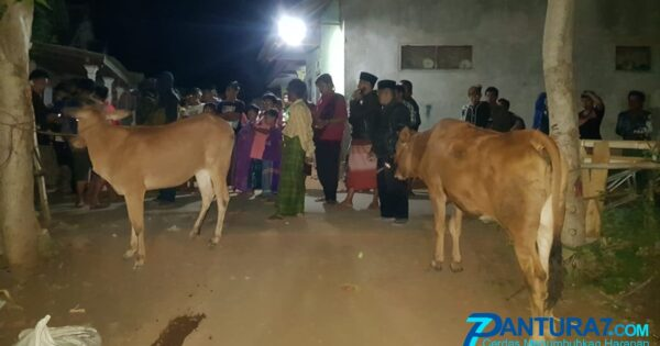 Tepergok Curi Sapi, Di-Dor - PANTURA7.com