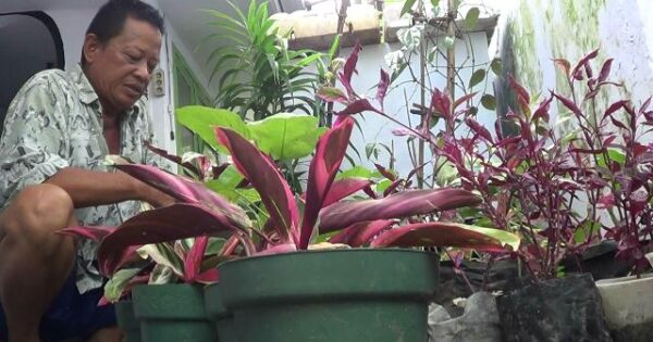 Tingkatkan Produktifitas, PT PJB Paiton Kembangkan Pertanian Organik ...