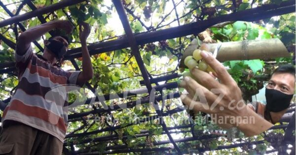 Anggur Prabu Bestari, Ikon Kota Probolinggo itu Telah Kembali ...