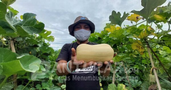 Budidaya Labu Madu, Warga Kebonsari Kulon Raup Puluhan Juta - PANTURA7.com