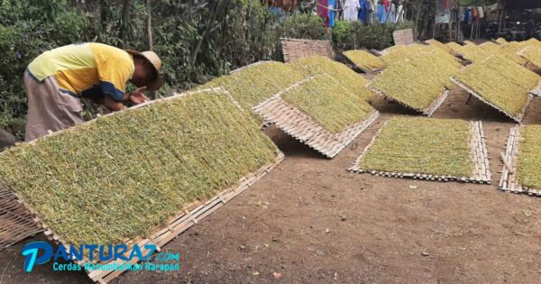 Tengkulak Keluhkan Harga Tembakau di Gudang - PANTURA7.com