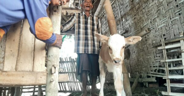 Bikin Geger, Sapi di Lumajang Berkaki Tiga - PANTURA7.com