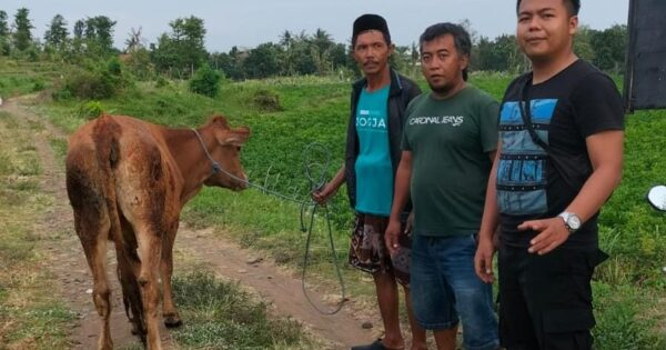 Curwan di Kaliacar Gading Gagal Total, Sapi Ditemukan di Hutan - PANTURA7.com