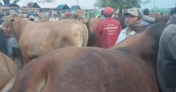 Jelang Idul Adha, Harga Sapi di Pasar Wonoasih Naik 1-1,5 Juta - PANTURA7.com