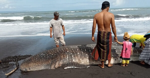 Hiu Tutul Sepanjang 6 Meter Terdampar di Pantai Selatan Lumajang ...
