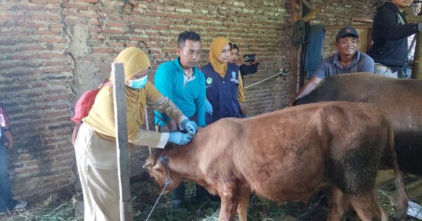 Mei-Juli, Sapi Terpapar LSD Tetap 25 Ekor - PANTURA7.com