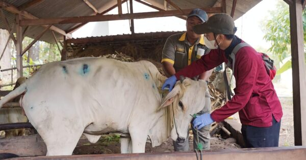 Waspadai Penyakit Lato-lato pada Sapi, Peternak Diminta Waspada - PANTURA7.com