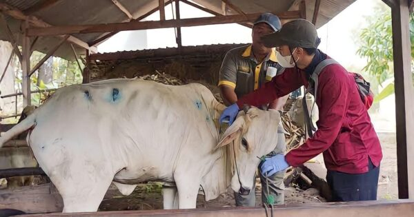 Puluhan Sapi di Lumajang Terserang Lato-lato, Petani Cemas - PANTURA7.com