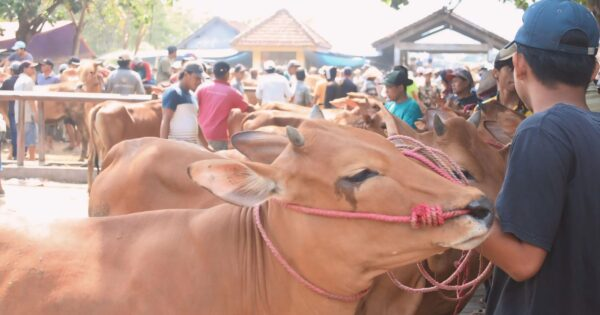 Stok Sapi Potong di Lumajang Melimpah meski Harga Naik - PANTURA7.com