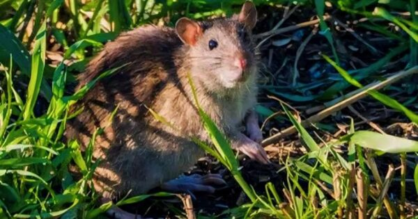 Berbahaya, Pemkab Lumajang Larang Petani Basmi Hama Tikus dengan Setrum ...