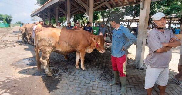 Zero Kasus PMK di Kota Probolinggo Pecah, 14 Ekor Sapi Kini Terpapar - PANTURA7.com