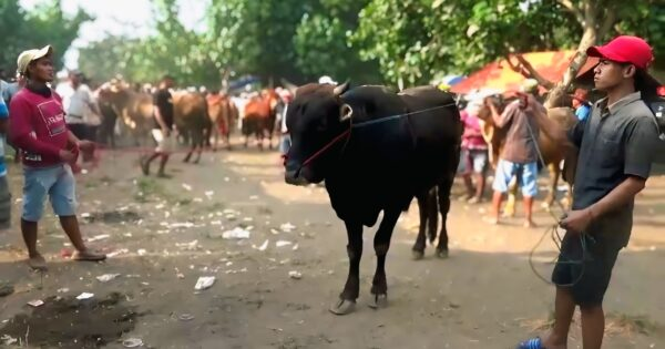 Pasar Hewan Lumajang Ramai, Harga Sapi Kurban Melonjak - PANTURA7.com
