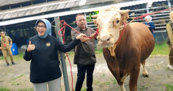 Sapi Simental dari Desa Dawuhan Lor Jadi Hewan Kurban Presiden Prabowo - PANTURA7.com