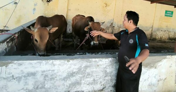 H-2 Idul Adha, RPH Kota Probolinggo Terima 18 Pesanan Pemotongan Sapi - PANTURA7.com