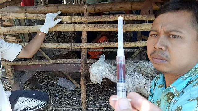 Ini Kesaksian Warga Terkait Misteri Kematian Puluhan Domba - PANTURA7 ... Ini Kesaksian Warga Terkait Misteri Kematian Puluhan Domba - PANTURA7 ...